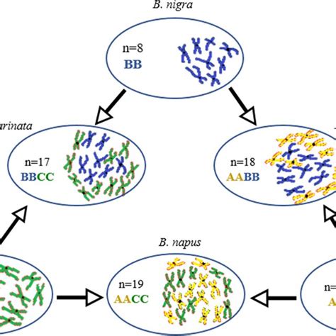 Diagram Of The Intrapopulation Recurrent Selection Steps In S0 1