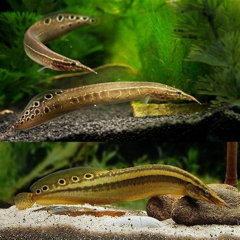 Peacock Eel Macrognathus Siamensis Bakımı Ve Özellikleri