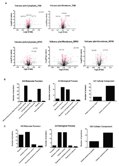 Graphical Representation Of Quantitative Proteomics Data A Total Download Scientific Diagram