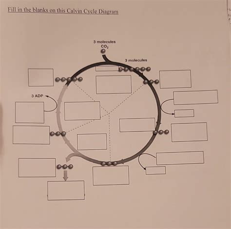 Solved Fill In The Blanks On This Calvin Cycle Diagram Chegg Com Solved Fill In The Blanks On This Calvin Cycle Diagram Chegg Com