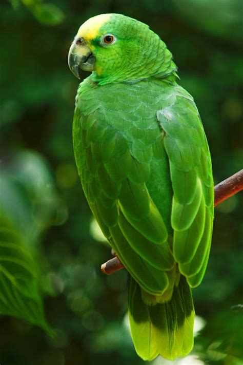 Different Types Of Parrots Guide Global Birding Initiative