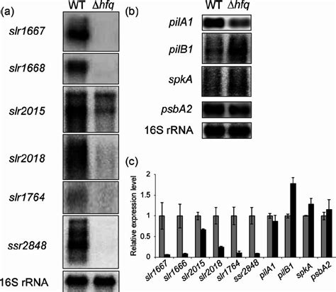 confirmation of microarray analysis by representative northern blot