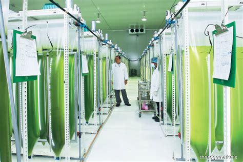 New Horizons Algae Technology Comes Of Age