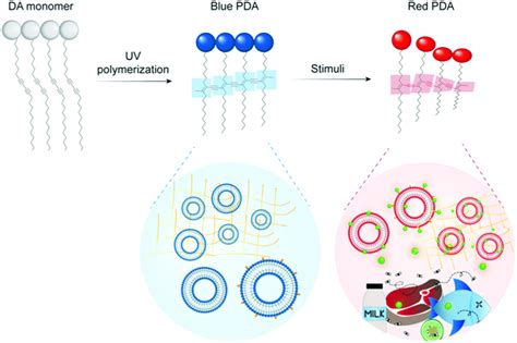 Schematic Diagram Of Pda Synthesis Including The Self Assembly Of