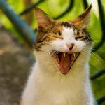 Laughing Cat Meme Generator Imgflip