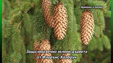 Защо има вечно зелени дървета Флорънс Холбрук Youtube