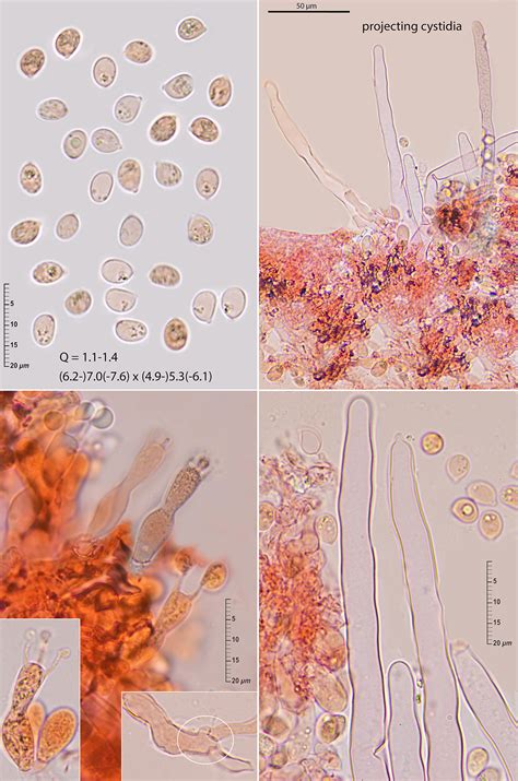 Hyphoderma Argillaceum Bres Donk Cemas Orden Polyporales