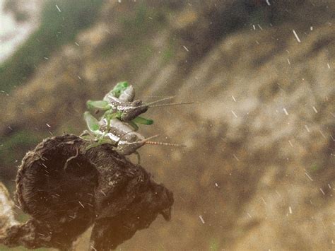 Locust Love Mating Locusts Free Photo On Pixabay Pixabay