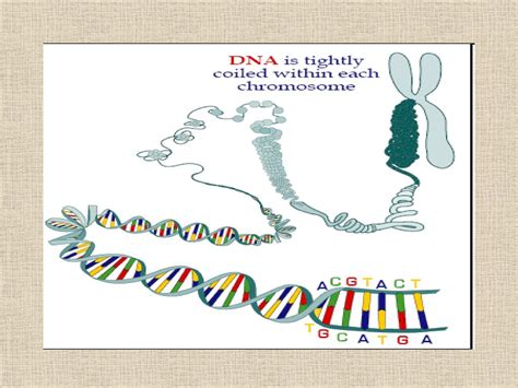 Notes Karyotypes Inheritance Patterns Sex Linked Pedigrees Ppt