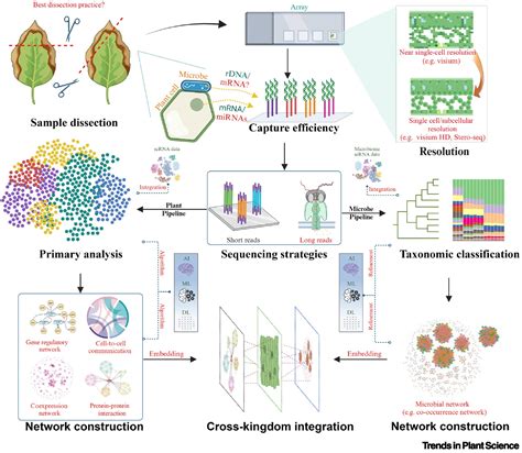 Plantmicrobiome Dynamics Through Spatial Metatranscriptomics And
