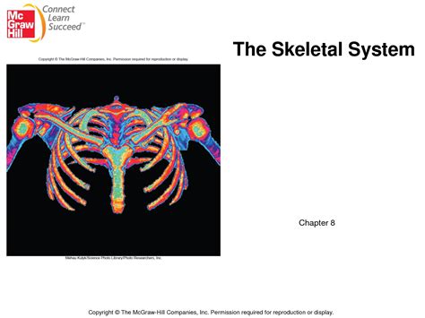 SOLUTION Skeletal System Studypool SOLUTION Skeletal System Studypool