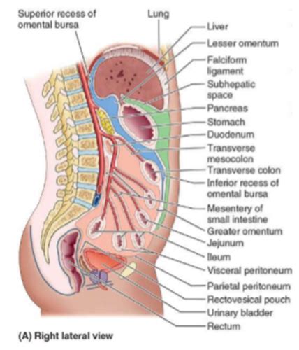 Anat Exam 3: Abdominal Viscera Flashcards | Quizlet
