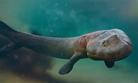 Devonian Period Fossils