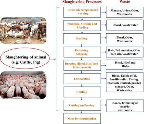Cow Slaughterhouse Process
