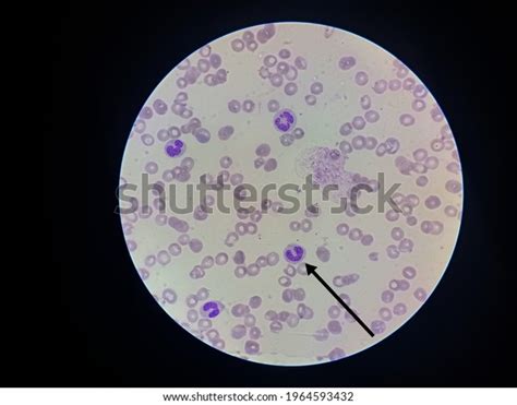 2 Cml Micro Royalty Free Photos And Stock Images Shutterstock