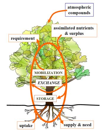 Sample Problems Tree Structure And Function Forest Sciences OSA Der Albert Ludwigs