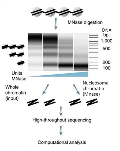 Indirect Mapping Of Chromatin Accessibility Sites MNase Seq France