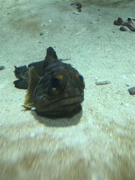 물고기 수족관 Pixabay의 무료 사진 Pixabay