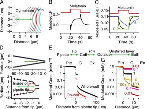 Modeling The Permeation Experiments A Geometry Of The Simulated Cell Download Scientific