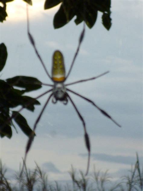 Para Masturbar La Retina P Gina Web De Vaganciaexquisita