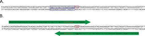 Cartoon Of Guide RNA And Repair Template Design A Guide RNAs Are Download Scientific Diagram