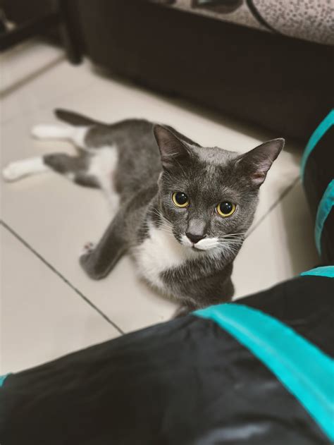 Review Oppo Find N Flip Foldable Features Cameras Battery