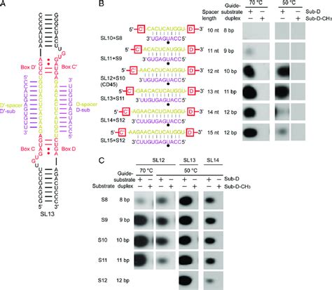 C D Rnp Activities Depend On The Length Of Spacers And Guide Substrate Download Scientific