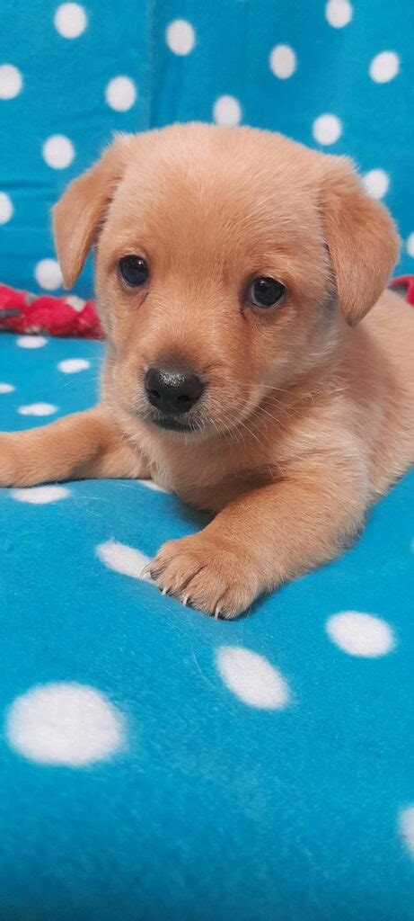 Adoptowana Kwadra Szczeniak Do Adopcji Ma Tylko 8 Tygodni Psy Do Adopcji