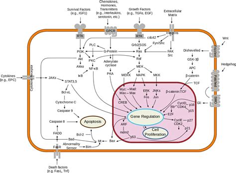 Signal Transduction Definition Pathways Examples Biology Dictionary