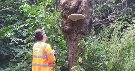 Tree Risk Surveys Thorough Tree Surveys In Yorkshire