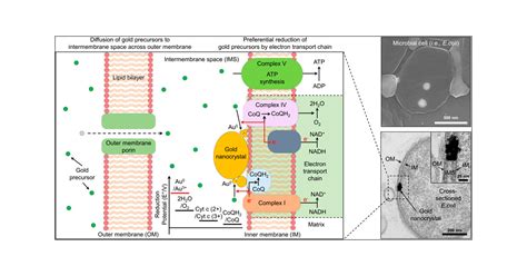 Electron Transport Chain Mediated Selective Growth Of Gold Nanocrystals In The Intermembrane