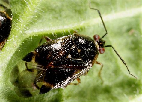 Predatory Bugs Mirids Hortsense Washington State University
