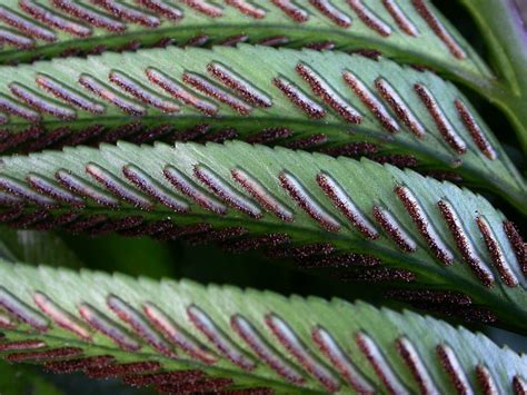Asplenium Polyodon Aspleniaceae