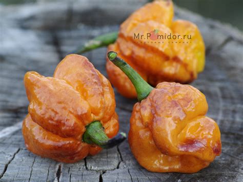 Перец острый Pockmark Orange - Сортовые семена Mr.Pomidor