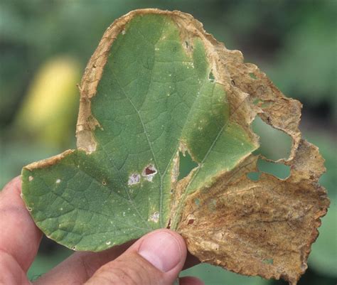Cucumber Gummy Stem Blight 201