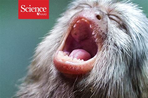 Video How Marmoset Babies Learn To Talk Science Aaas