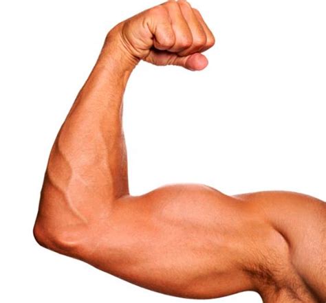 팔근육 키우는법 기본 팔 근육종류을 아는 것 네이버 블로그