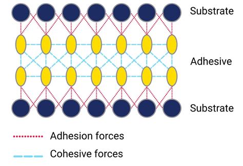 What Is Adhesive Force In Chemistry At Lloyd Sutton Blog