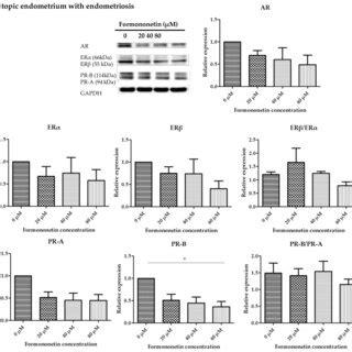 Relative Expression Levels Of Androgen Receptor AR Estrogen Receptor Download Scientific