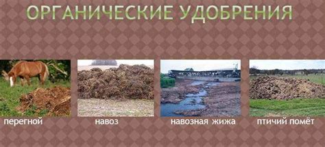 Лучшие органические удобрения для сада и огорода