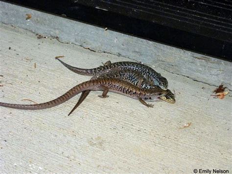 Lizard Behavior And Life History Breeding Season Activities And Male Female Interactions