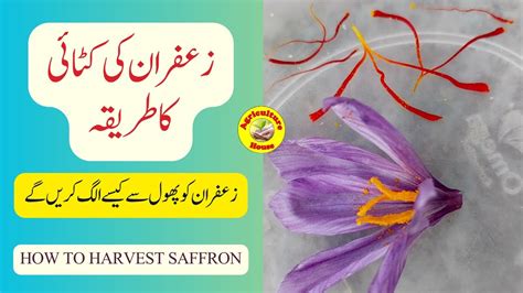 How To Harvest Saffron Separating Saffron Threads From Flower Youtube