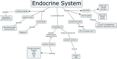 Endocrine System Cmap Pixels Endocrine System Concept Map My XXX Hot Girl