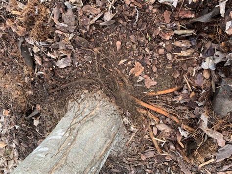 Girdling Roots R Arborists