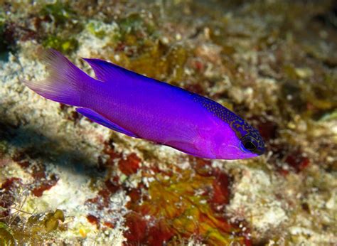 Black Cap Basslet Peixe Características Habitat Alimentação E Onde