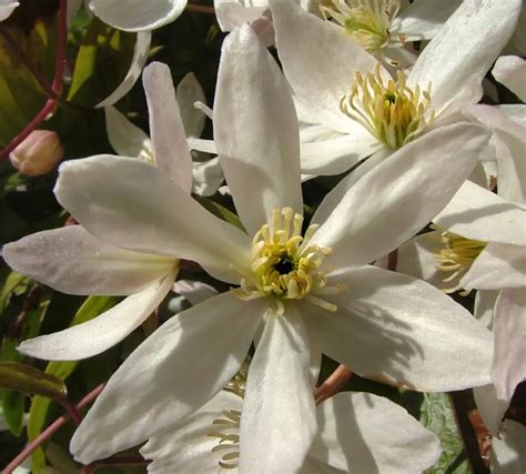 Buy Clematis Armandii Plants Online Free Shipping Nz Wide
