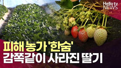 누가 딸기를 훔쳤나 감쪽같이 사라진 딸기에 농가 눈물ㅣ헬로tv뉴스 Youtube