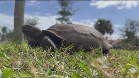 ‘sick To Your Stomach Neighbors Worried About Gopher Tortoise Habitat