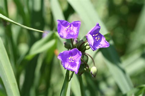 식물 자주달개비 식물 생물종 Bric