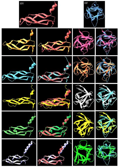 Analysis Of Molecular Models Of Vegf A F And Fgf G L Protein